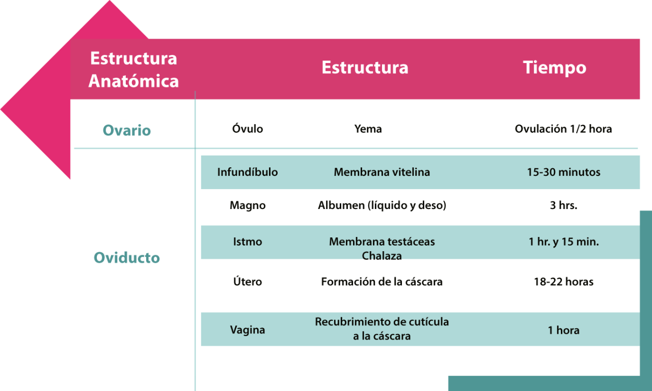 Huevo – Feria Internacional del Huevo
